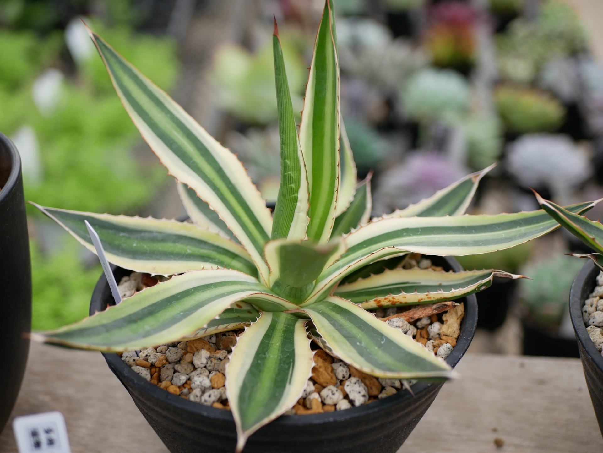 お取り扱い商品 | E-PLANTS